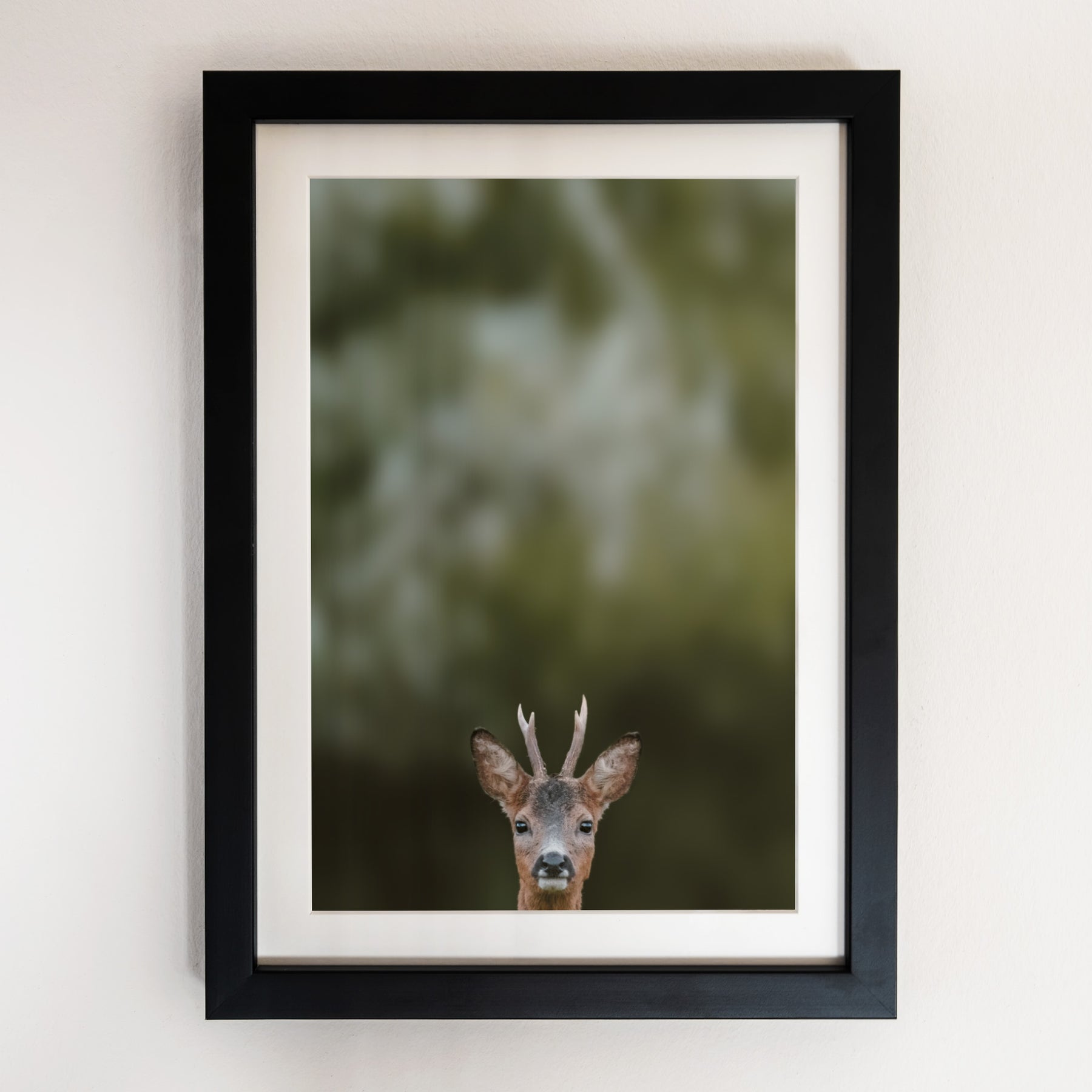 Roebuck Portrait – Thomas Frenken Gallery